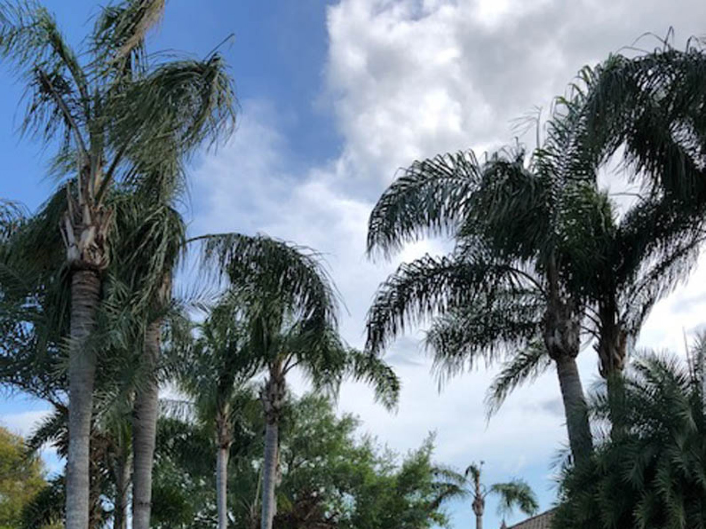 Pre-Hurricane Season Tree Prep: Tarpon Springs & Clearwater, FL | Tampa ...